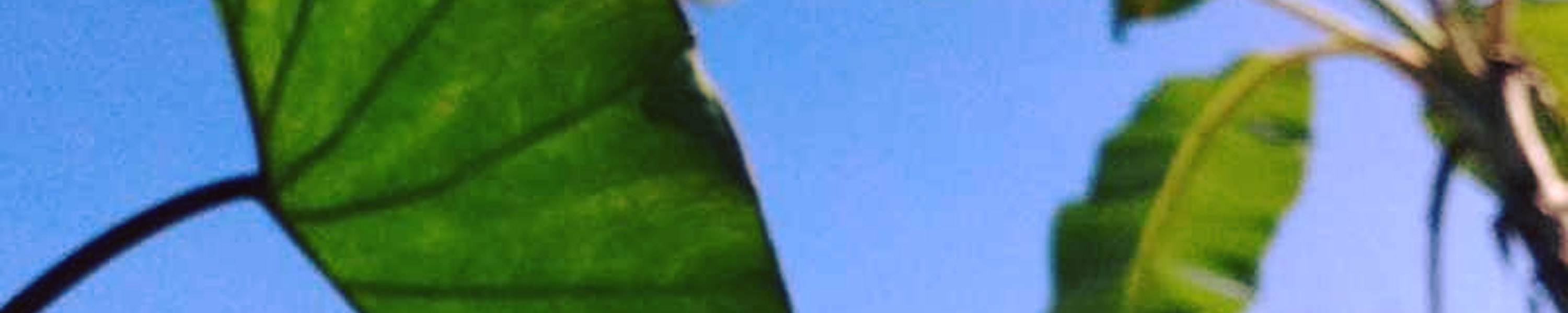 Growing Canoe Crops | FPG Plant & Animal Sanctuary